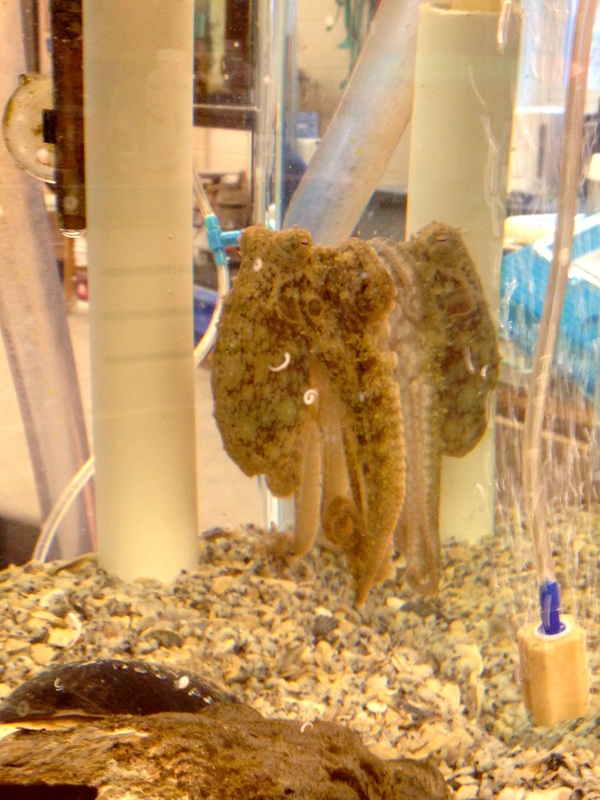 The Octopus Project | Neuroscience Program | Illinois