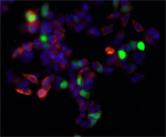 Raetzman Lab | Neuroscience Program | Illinois