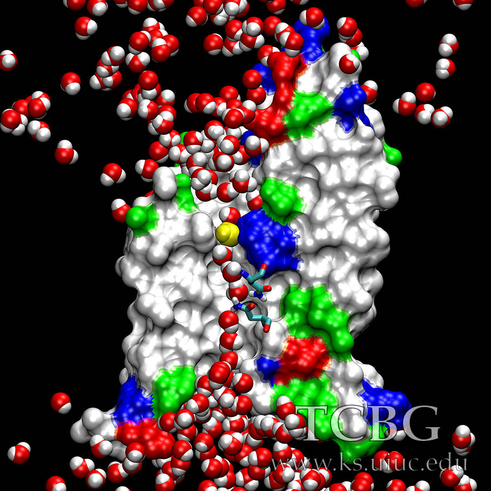 Theoretical and Computational Biophysics Group | Neuroscience Program | Illinois