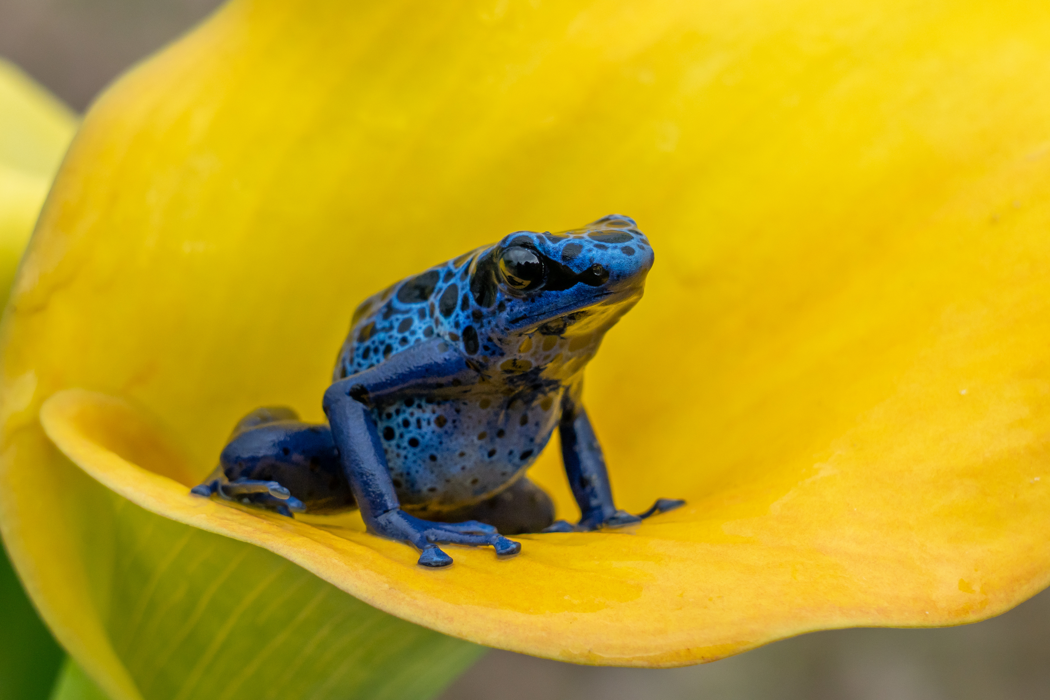 Some frogs tap their tiny toes when they see prey | Neuroscience ...