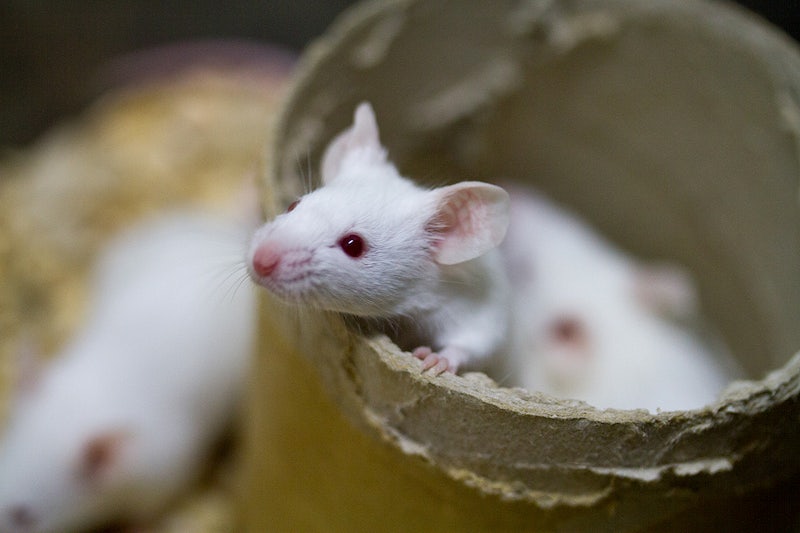 Estrogen receptor alpha signaling in dendritic cells modulates ...