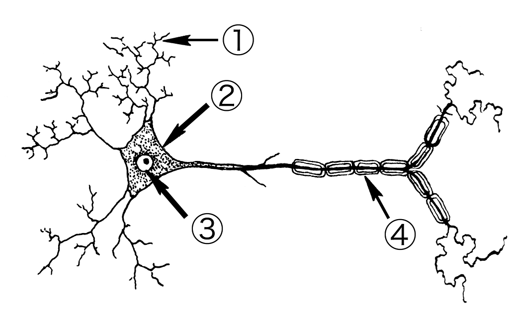 Temporal progression of Drosophila medulla neuroblasts generates the ...